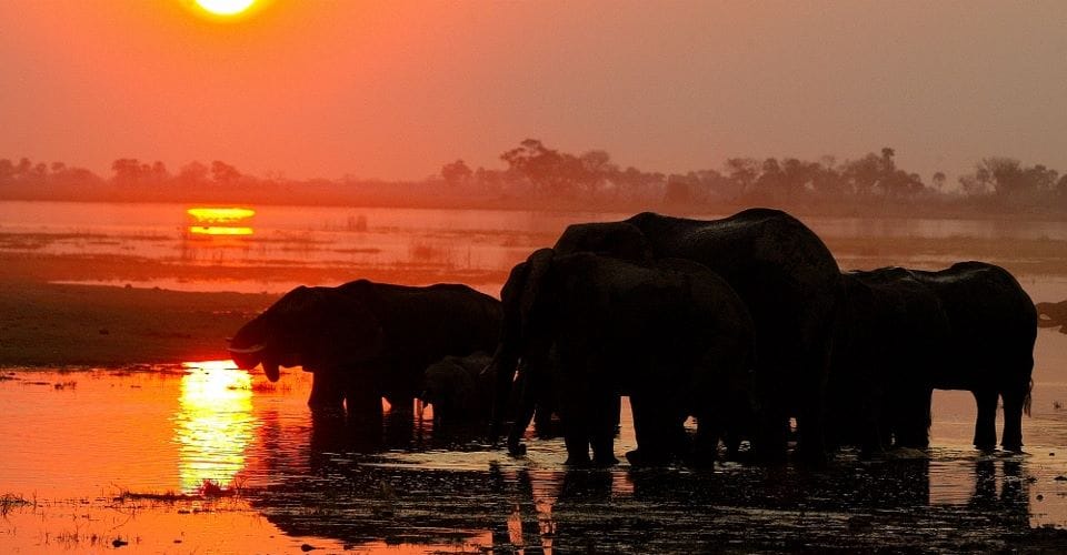 Your Guide to Touring Namibia's Etosha National Park – Drive South Africa