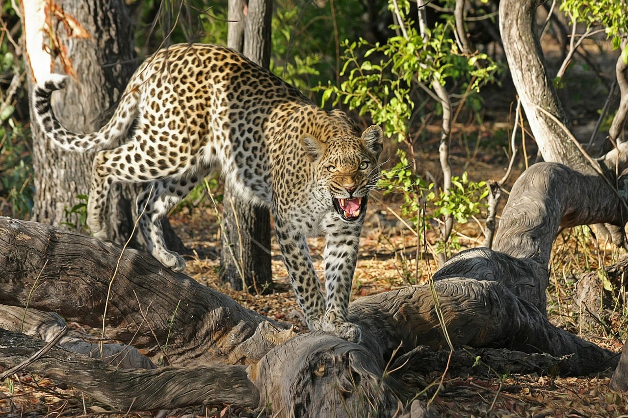 5 Questions You May Have About Botswana, Answered – Drive South Africa
