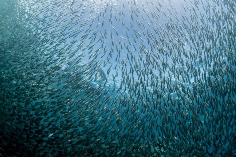 The Top 3 Places to See the Sardine Run in 2025 – Drive South Africa