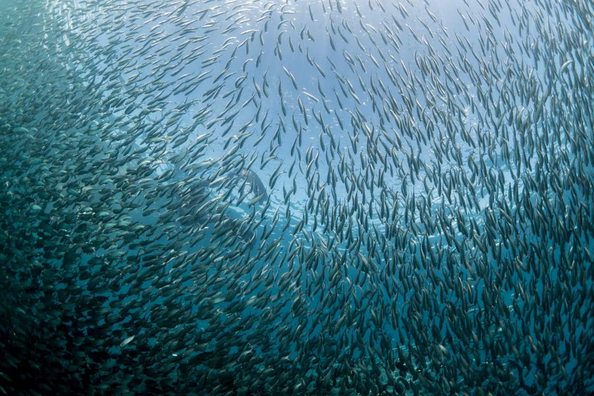 The Top 3 Places to See the Sardine Run in 2025 – Drive South Africa