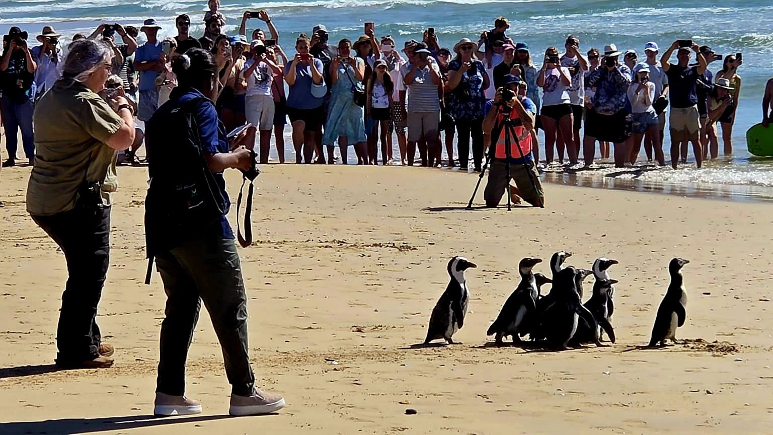 Endangered African Penguins Released in Plettenberg Bay | Drive South ...